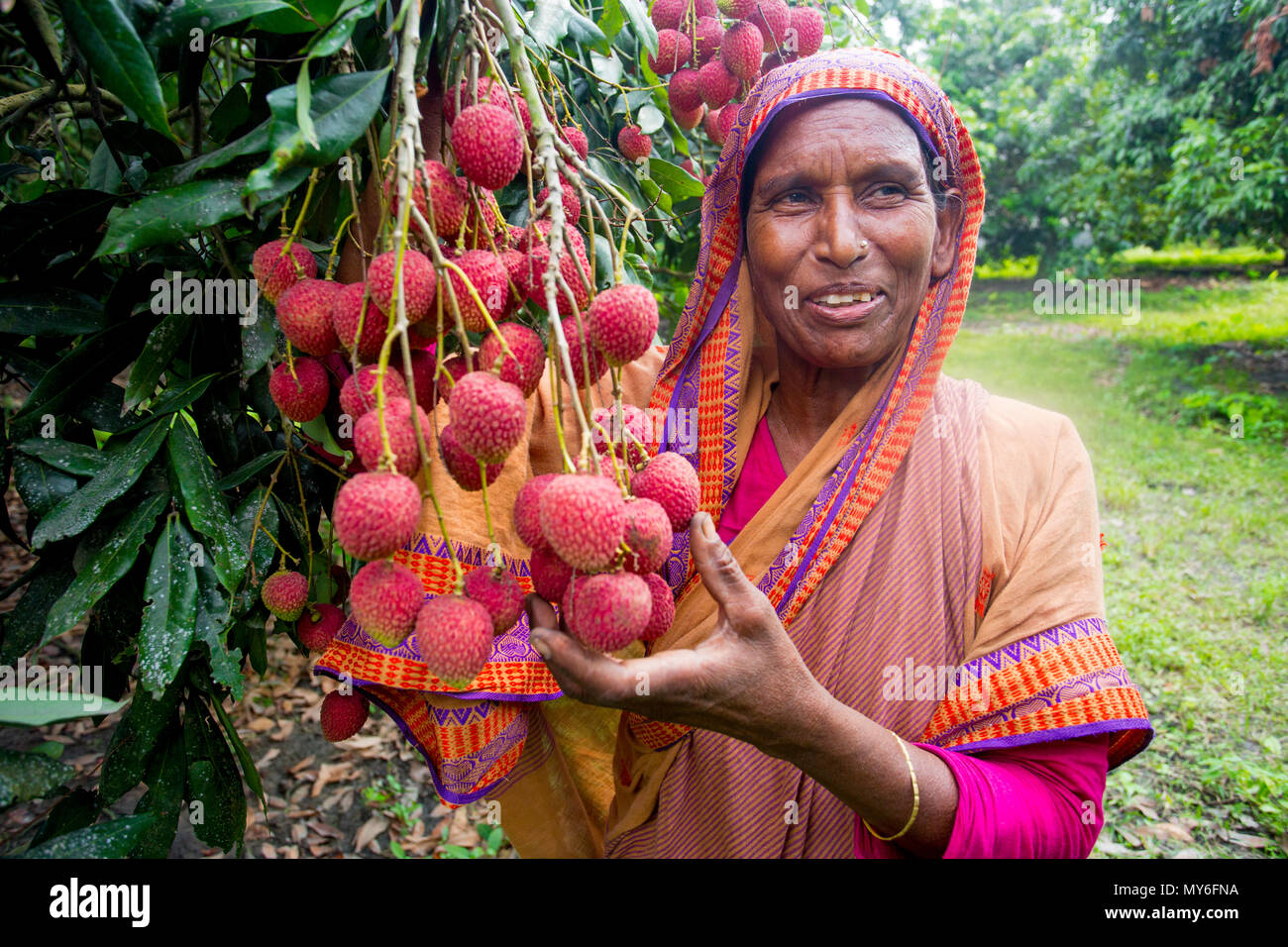 Lychee fruit harvesting at Rooppur, Ishwardi , Bangladesh Stock Photo ...