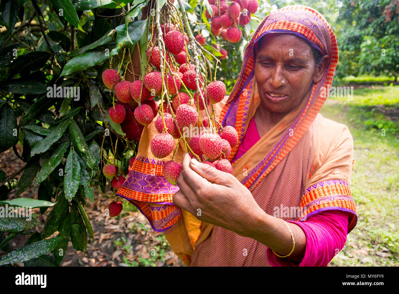 Lychee fruit harvesting at Rooppur, Ishwardi , Bangladesh Stock Photo ...