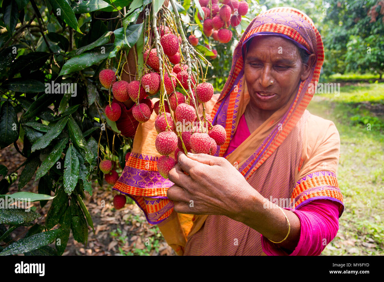 Lychee fruit harvesting at Rooppur, Ishwardi , Bangladesh Stock Photo ...