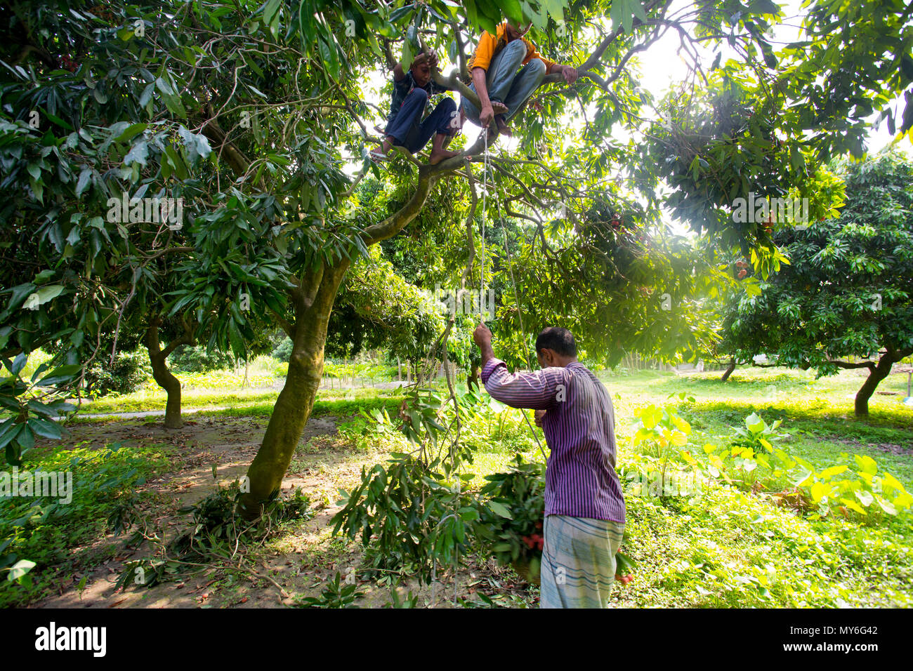Lychee fruits litchi chinensis trees hi-res stock photography and ...