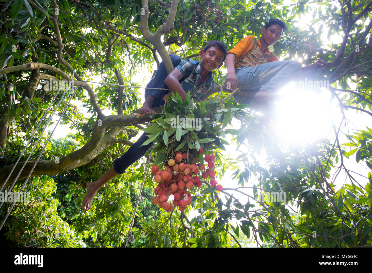 Lychee fruits litchi chinensis trees hi-res stock photography and ...