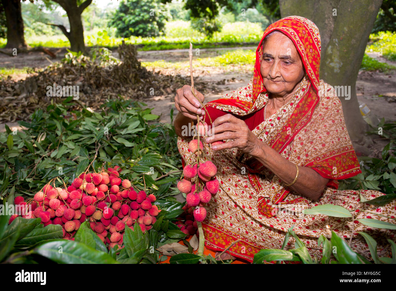 Collecting leeches hi-res stock photography and images - Alamy