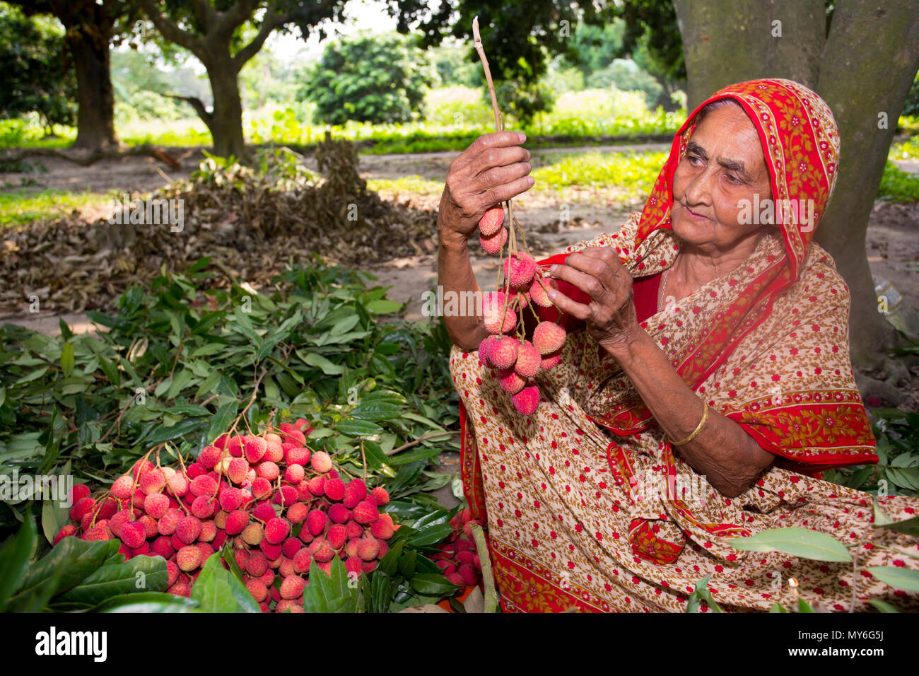 Collecting leeches hi-res stock photography and images - Alamy