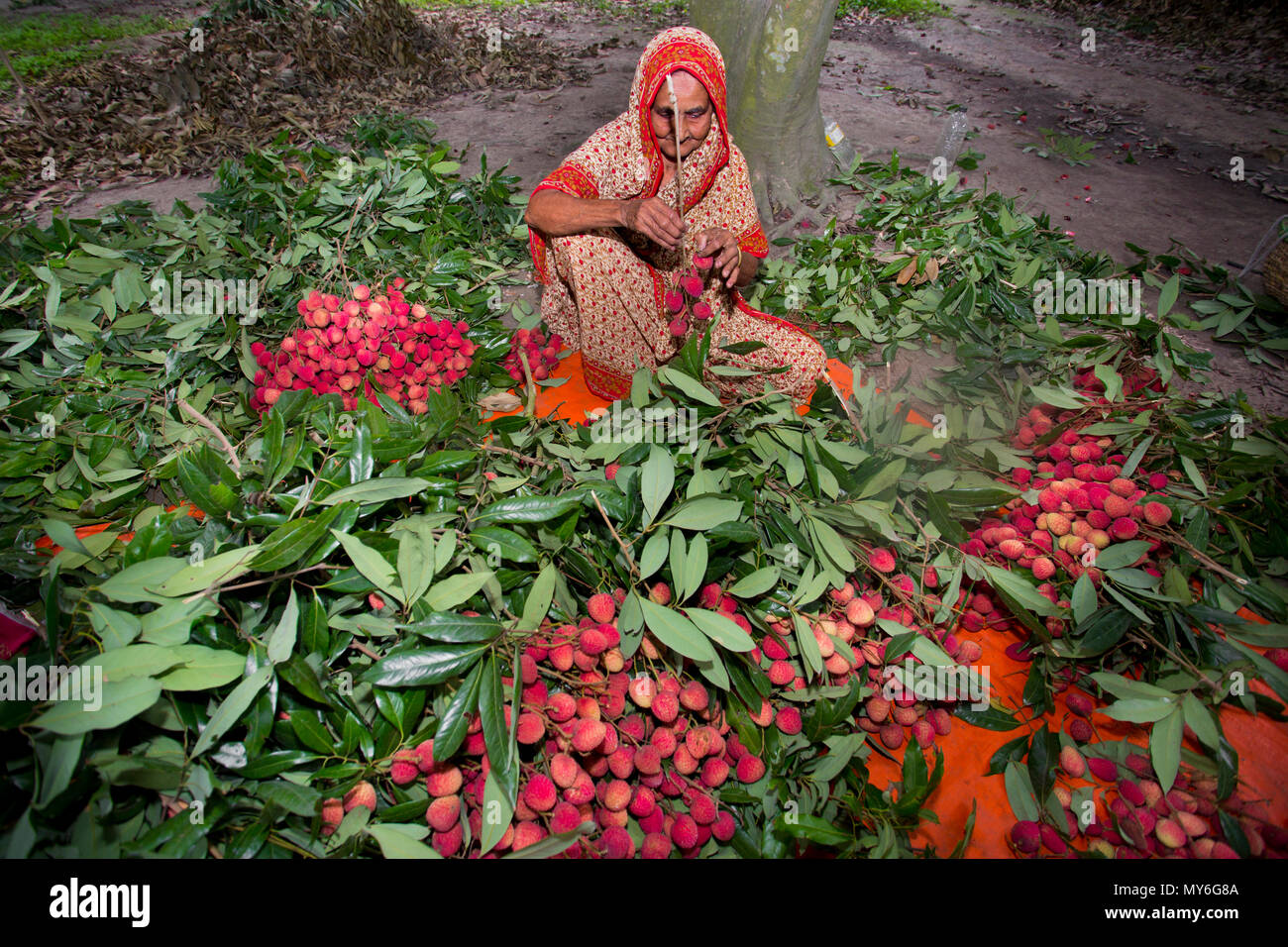 Lychee farmer family Collecting and slotting good quality of Leeches at ...