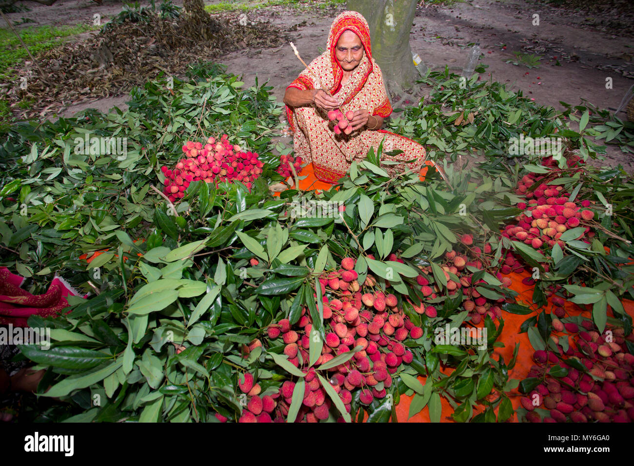 Collecting leeches hi-res stock photography and images - Alamy