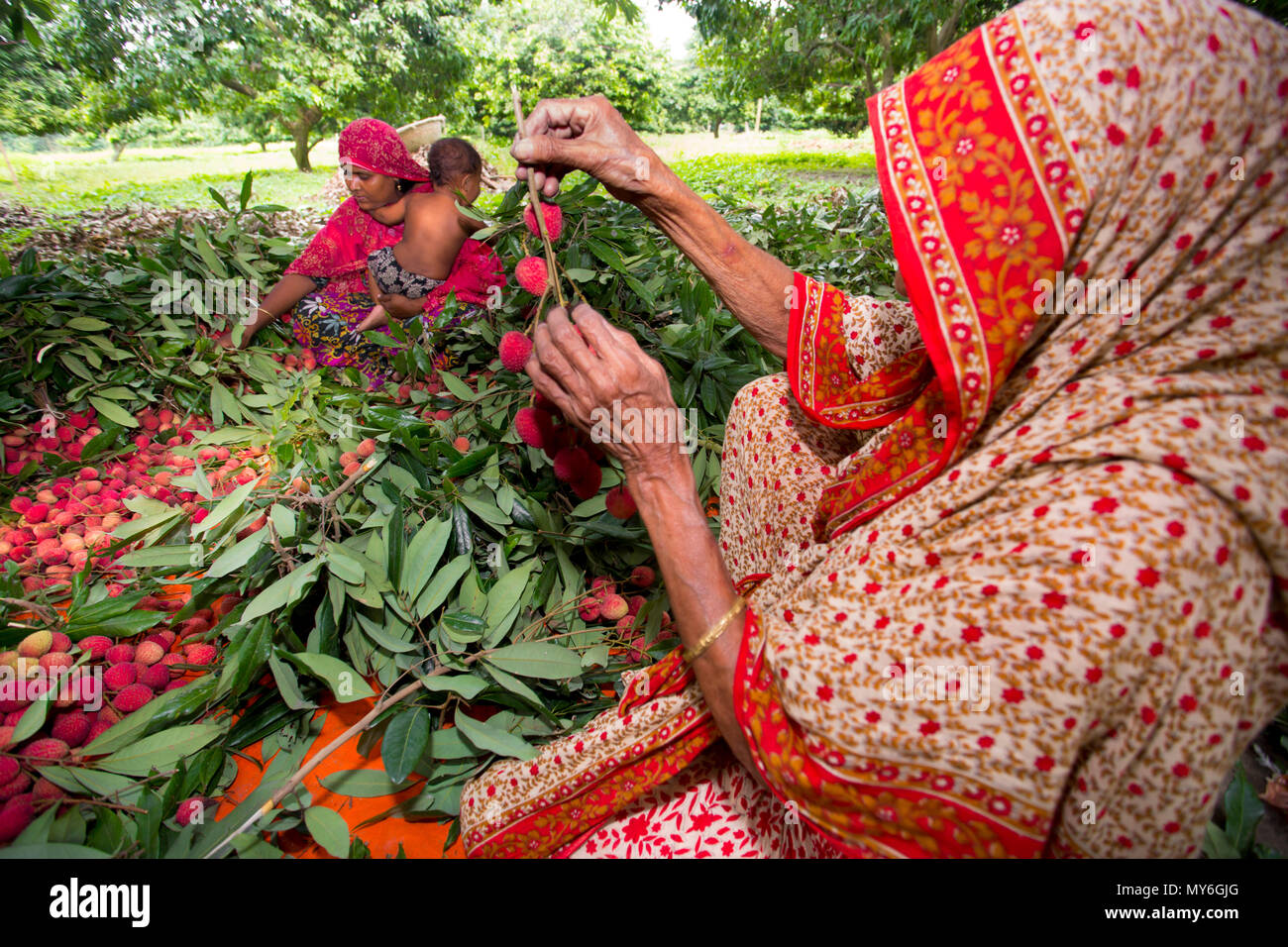 Lychee farmer family Collecting and slotting good quality of Leeches at ...