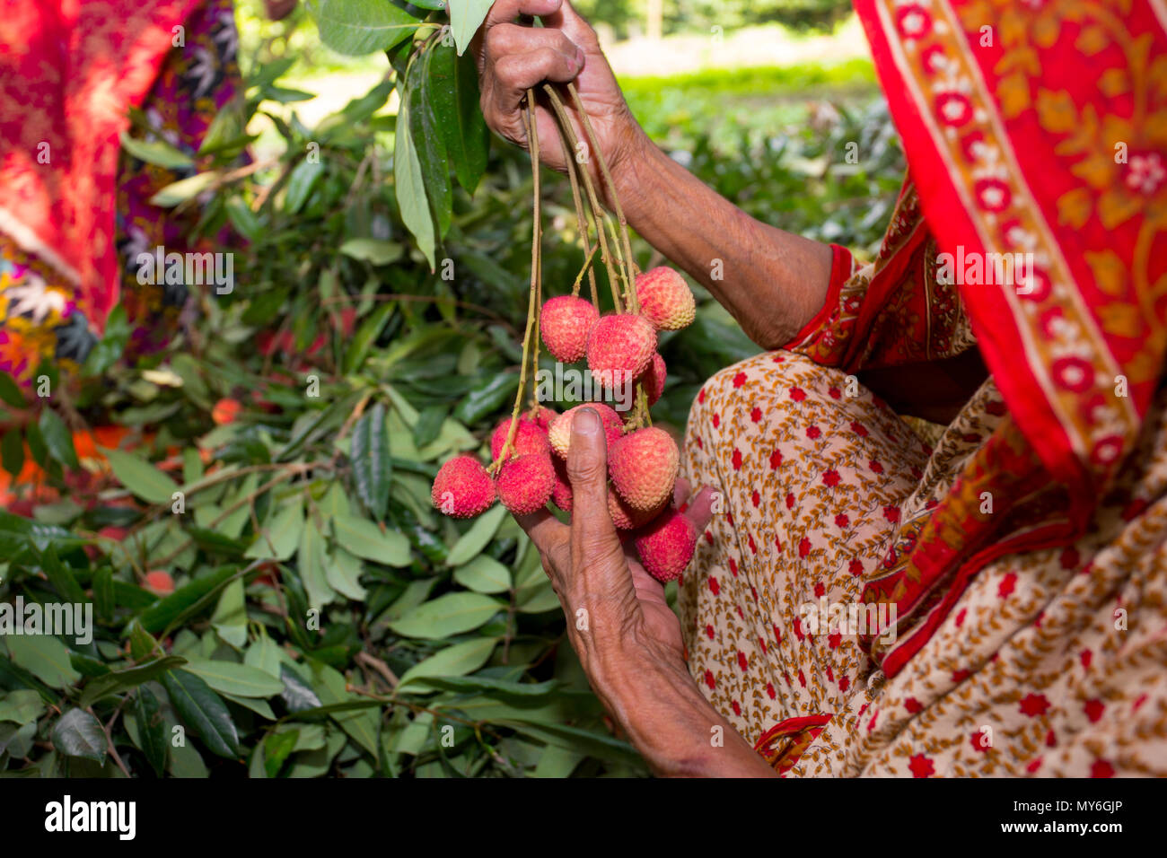 Collecting leeches hi-res stock photography and images - Alamy