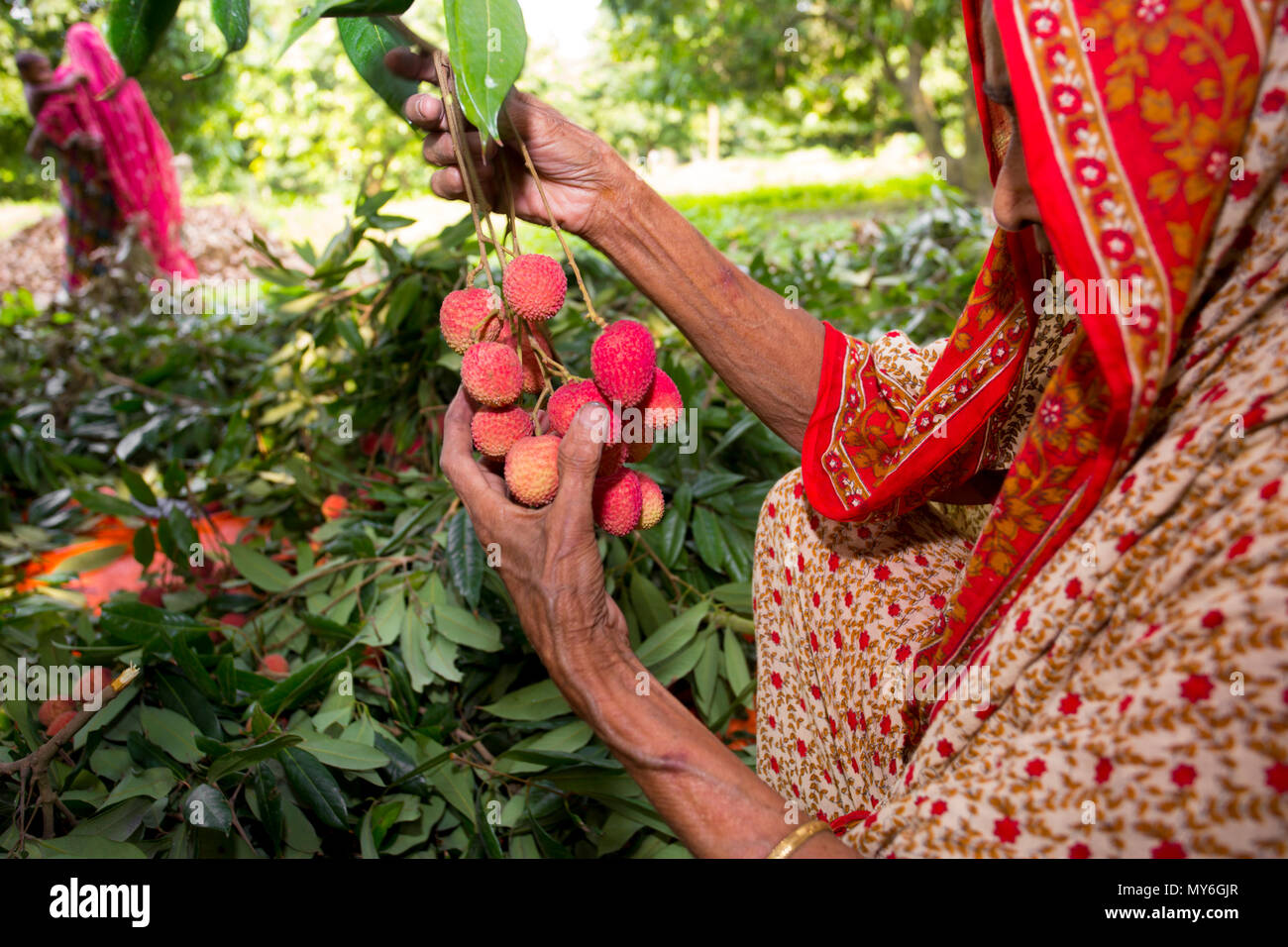 Collecting leeches hi-res stock photography and images - Alamy