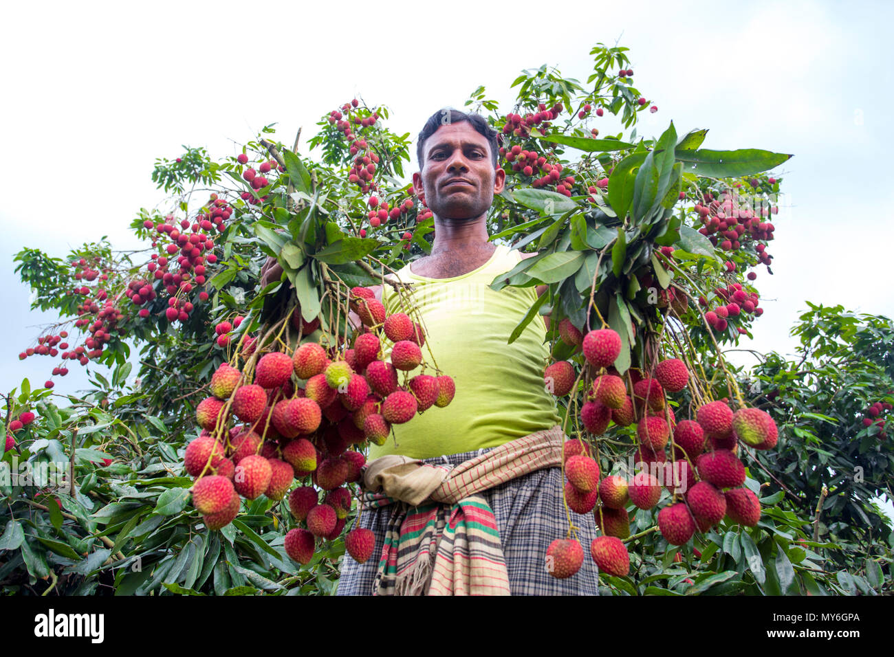 Lychee farmer harvesting Leeches at Rooppur, Ishwardi , Bangladesh ...