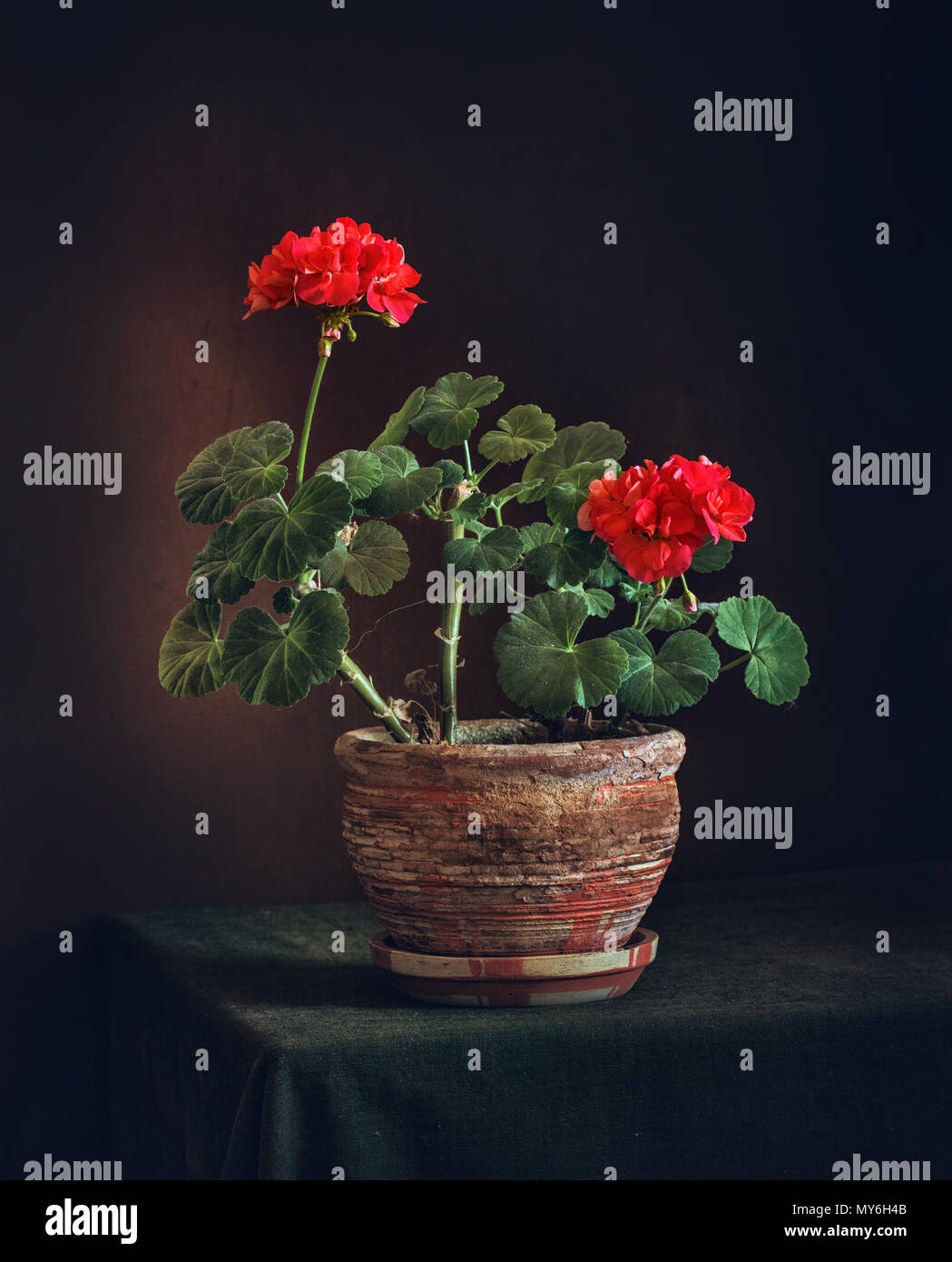 Blossoming red geranium hi-res stock photography and images - Alamy