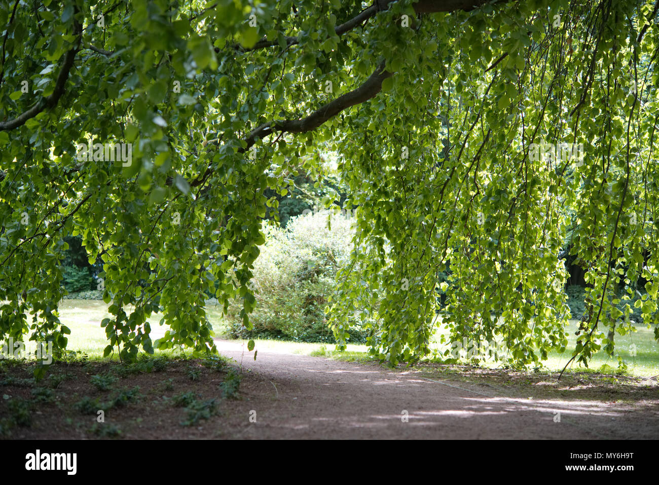 Photograph of a park, with different trees and shrubs. Close-up view of ...