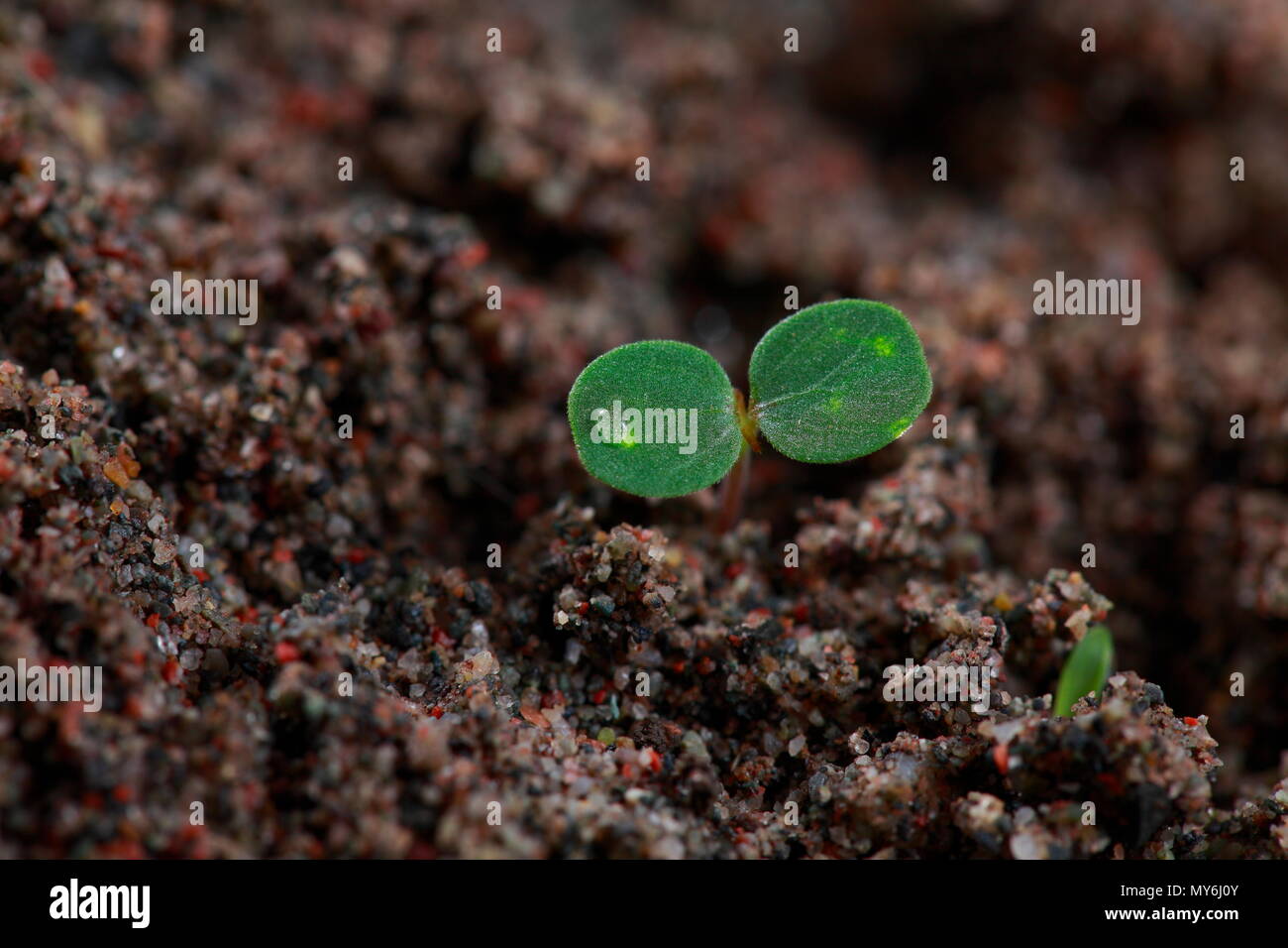 close up of Small spring bud growing Stock Photo - Alamy