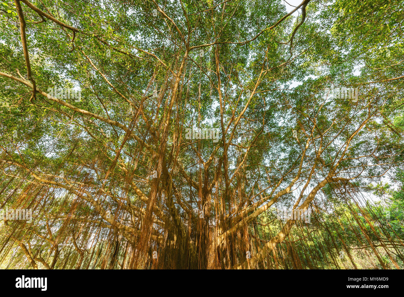 Banyan tree branches hi-res stock photography and images - Alamy
