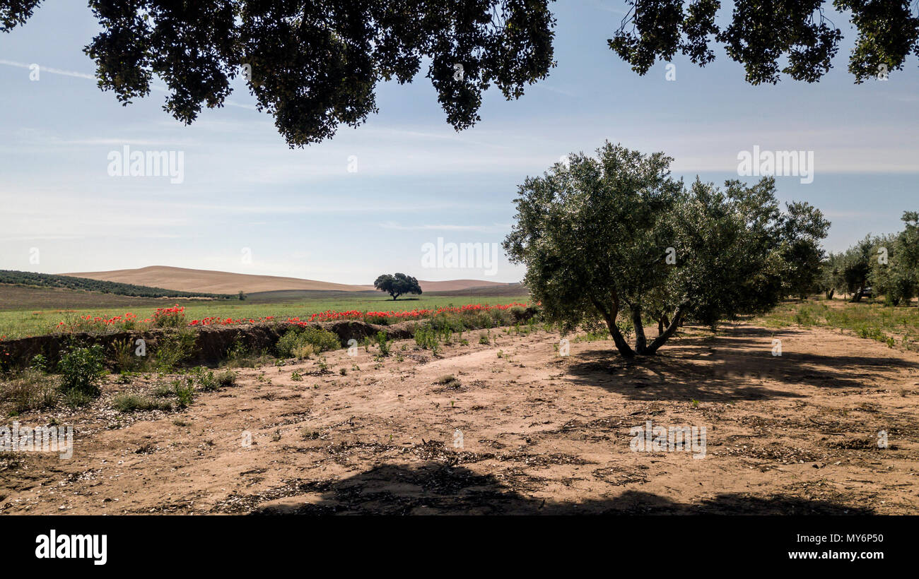 Green fields spain hi-res stock photography and images - Alamy