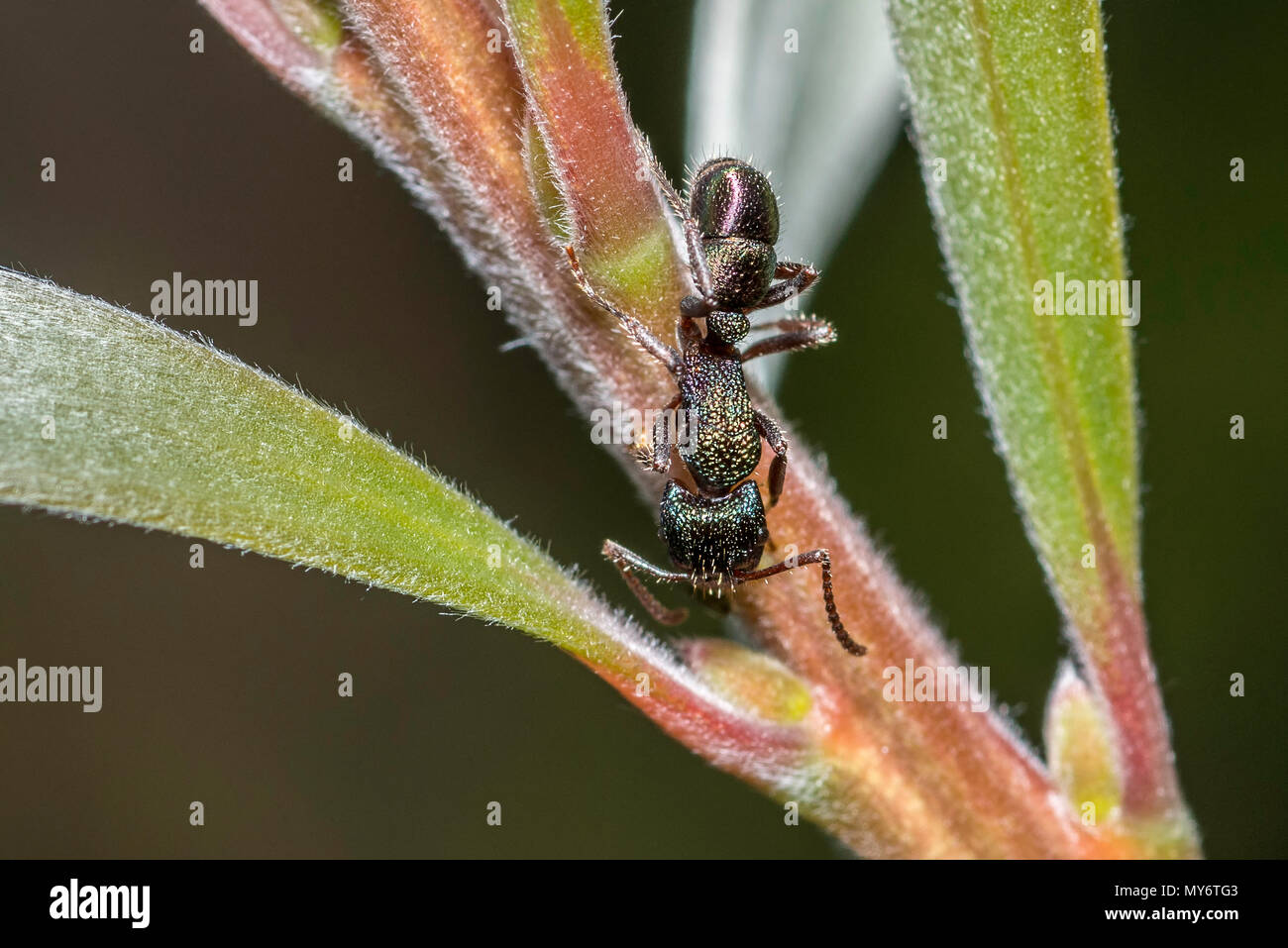 Australian Green Ant High Resolution Stock Photography and Images - Alamy