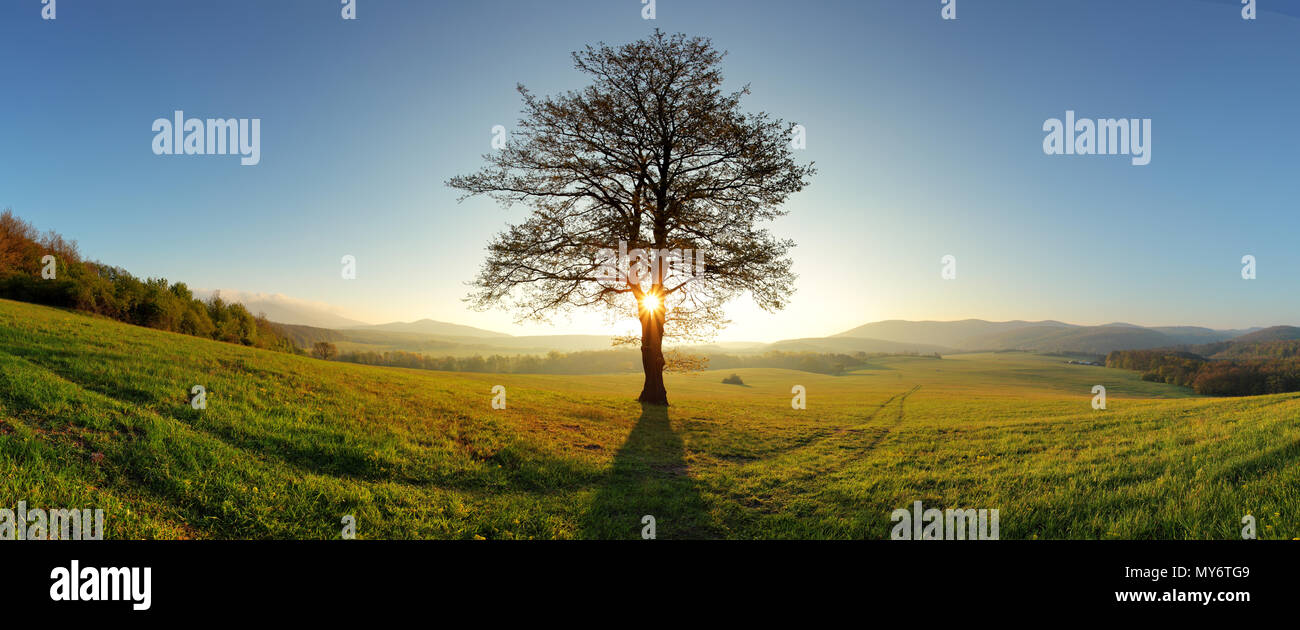 Sun and tree - Meadow panorama Stock Photo - Alamy