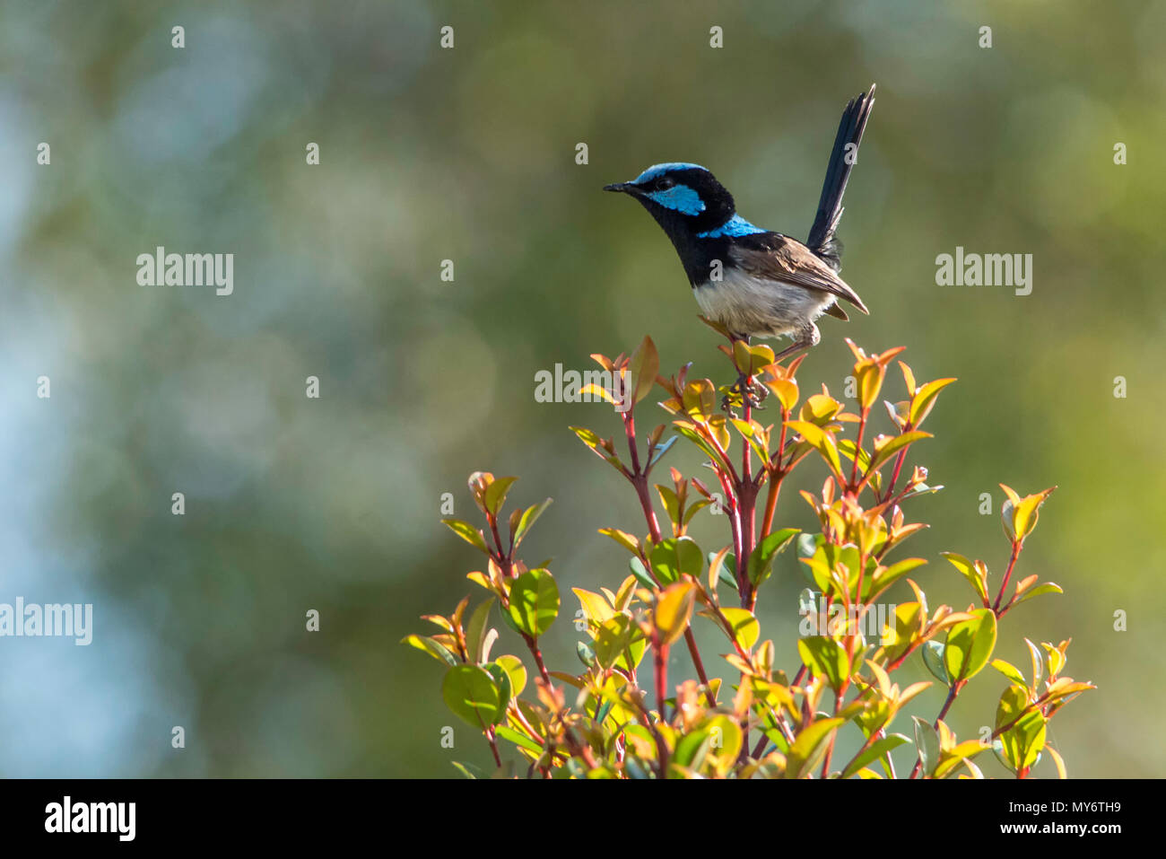 Superb Blue Fairy Wren Stock Photo - Alamy