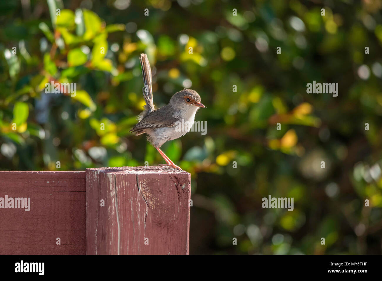 Female blue wren hi-res stock photography and images - Alamy
