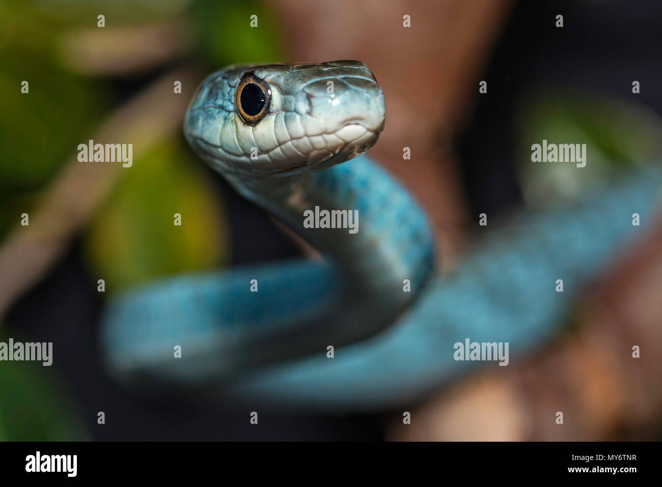Australian tree snake blue hi-res stock photography and images - Alamy