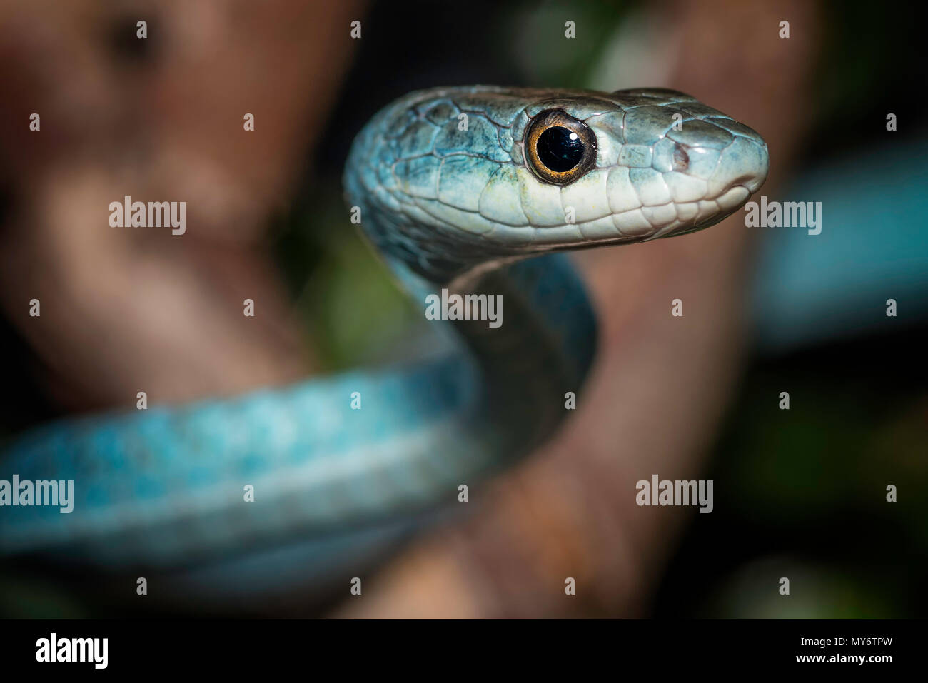 Green tree snake hi-res stock photography and images - Alamy