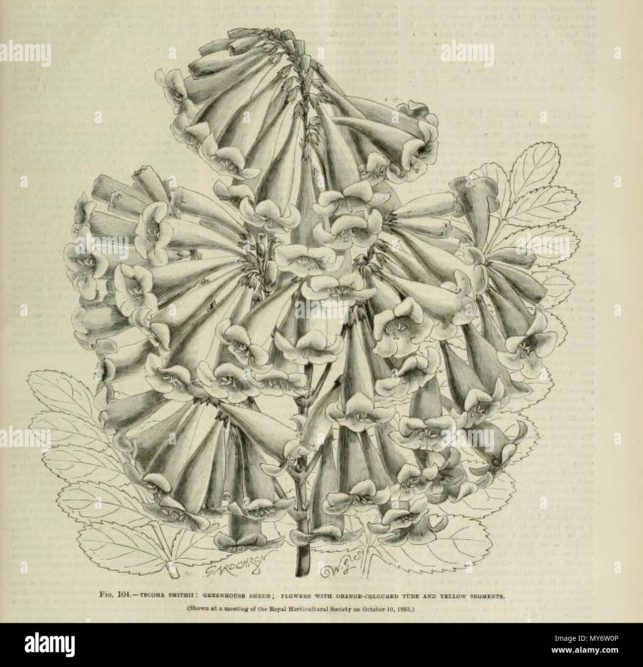 Taxonomy chart biology hi-res stock photography and images - Alamy