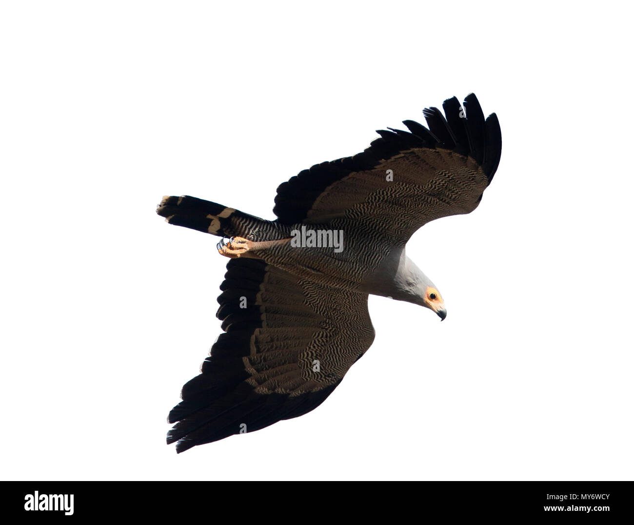 Flying african harrier hawk polyboroides typus Cut Out Stock Images ...