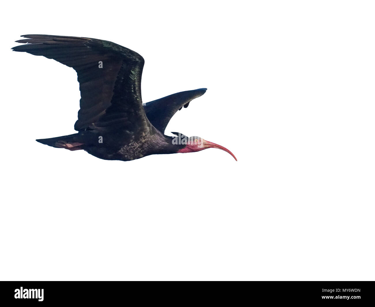 Bald ibis flying Cut Out Stock Images & Pictures - Alamy
