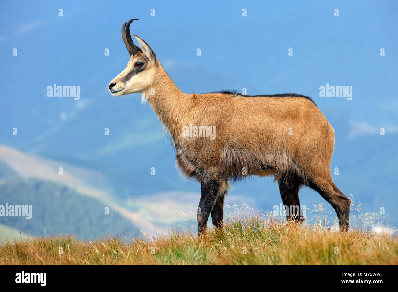 Chamois mountain goat hi-res stock photography and images - Alamy