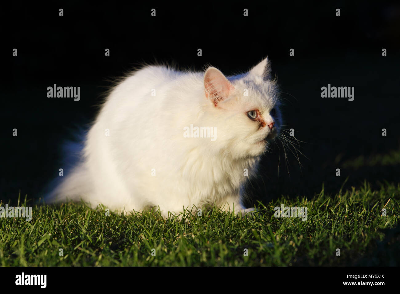 Traditional persian portrait hi-res stock photography and images - Alamy