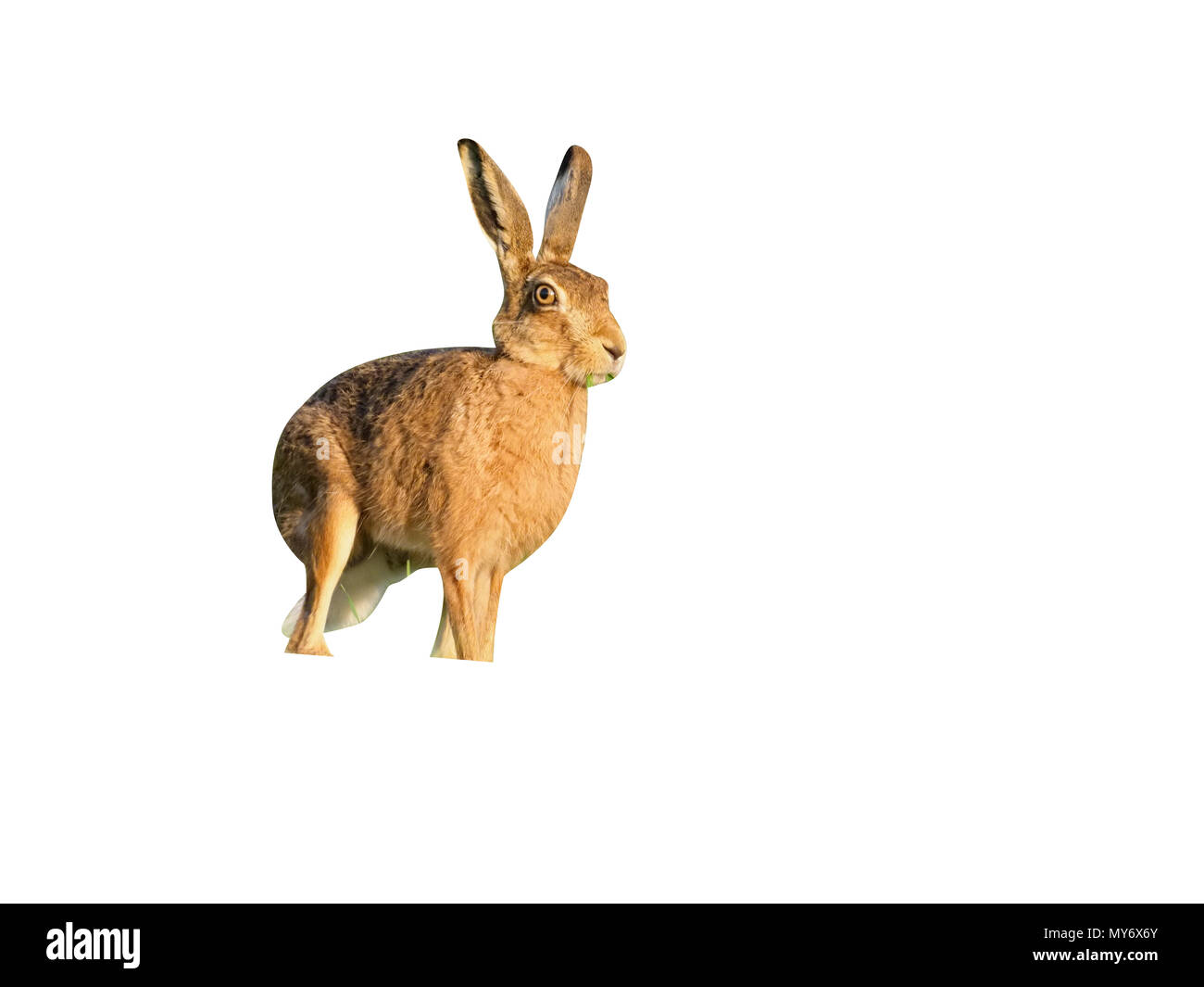 Mammal european hare Cut Out Stock Images & Pictures - Alamy