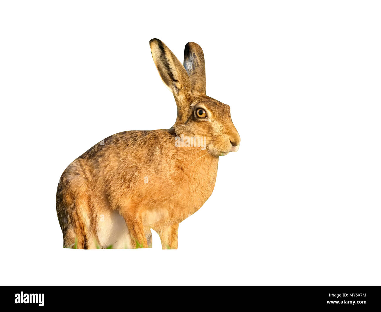 Mammal european hare Cut Out Stock Images & Pictures - Alamy