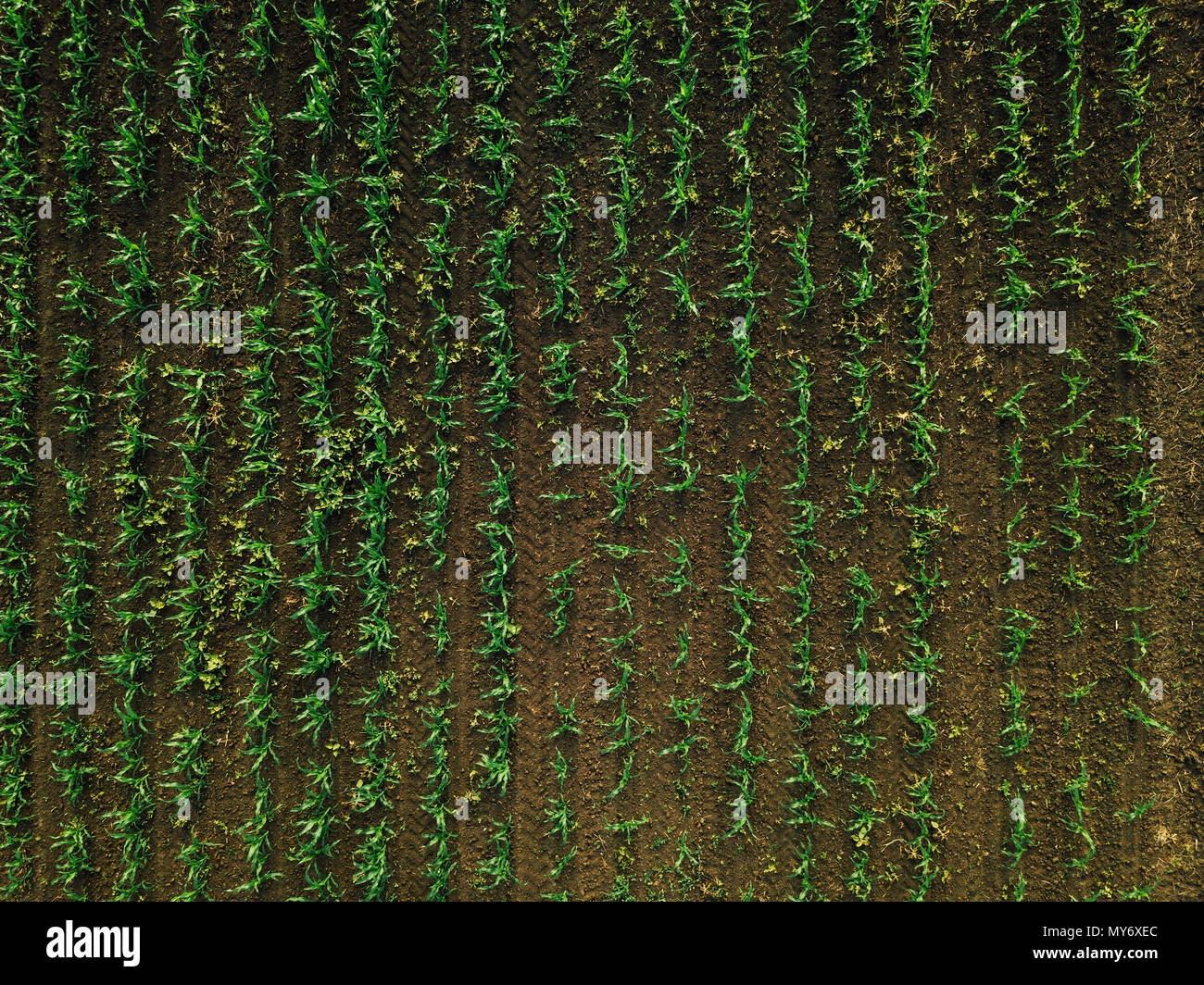 Aerial view of corn crops field with weed from drone pov, top view ...