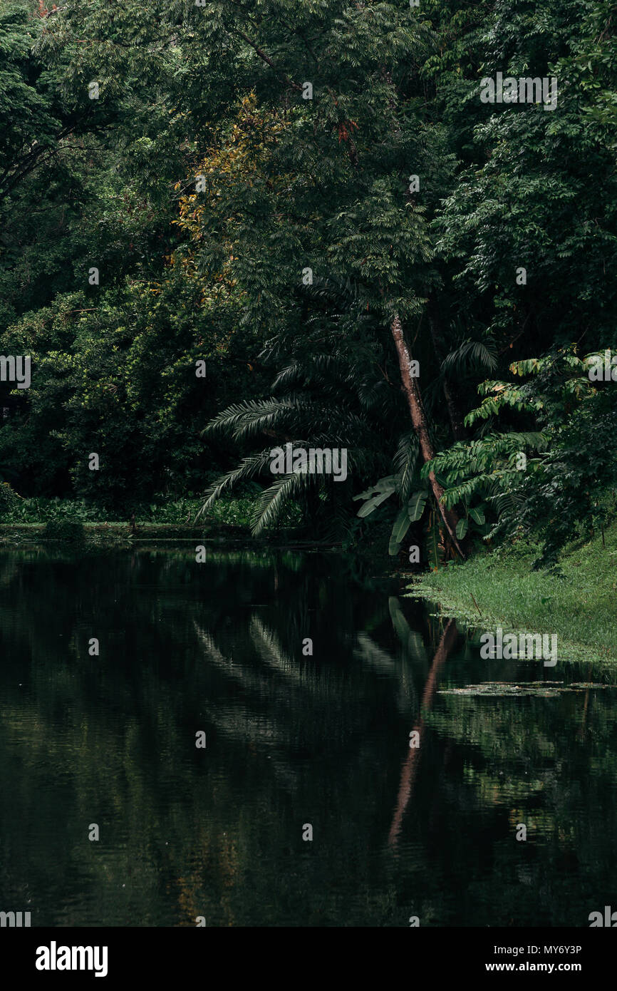 tropical forest reflection in still water pond Stock Photo - Alamy