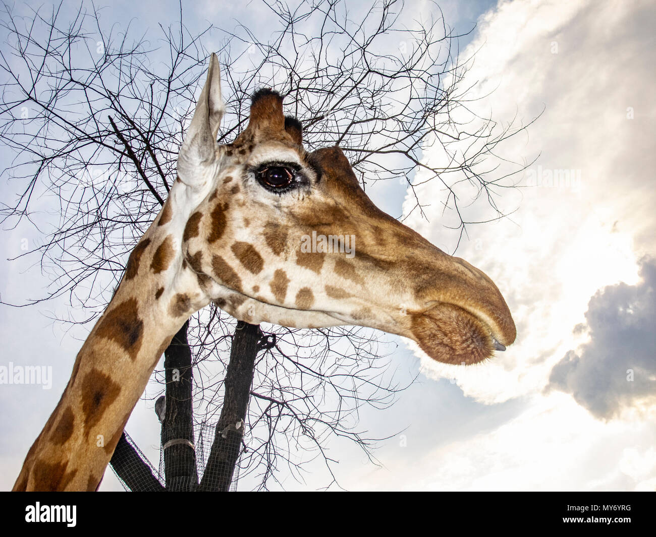 Giraffe face hi-res stock photography and images - Alamy