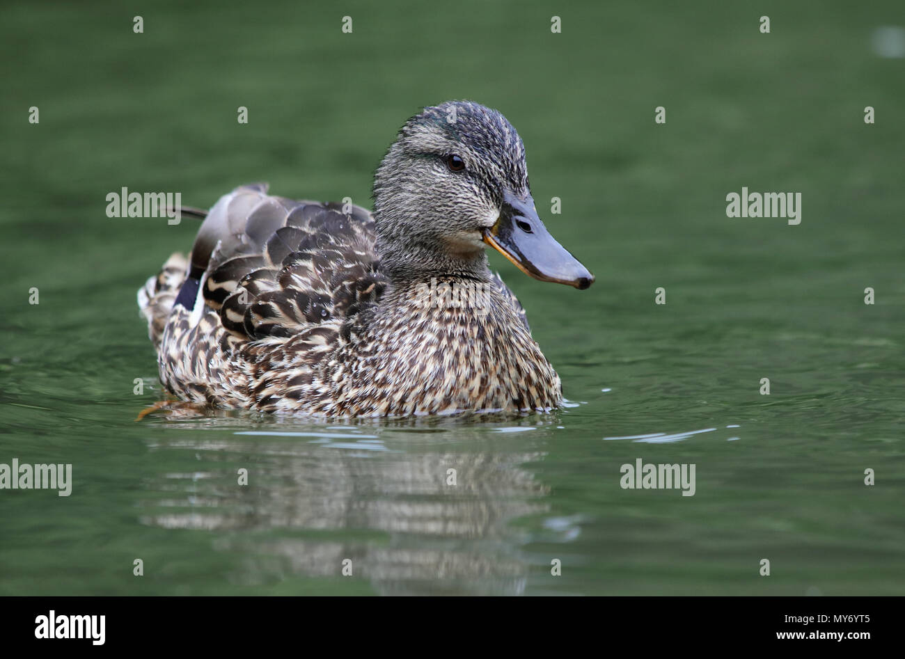 Duck in river hi-res stock photography and images - Alamy