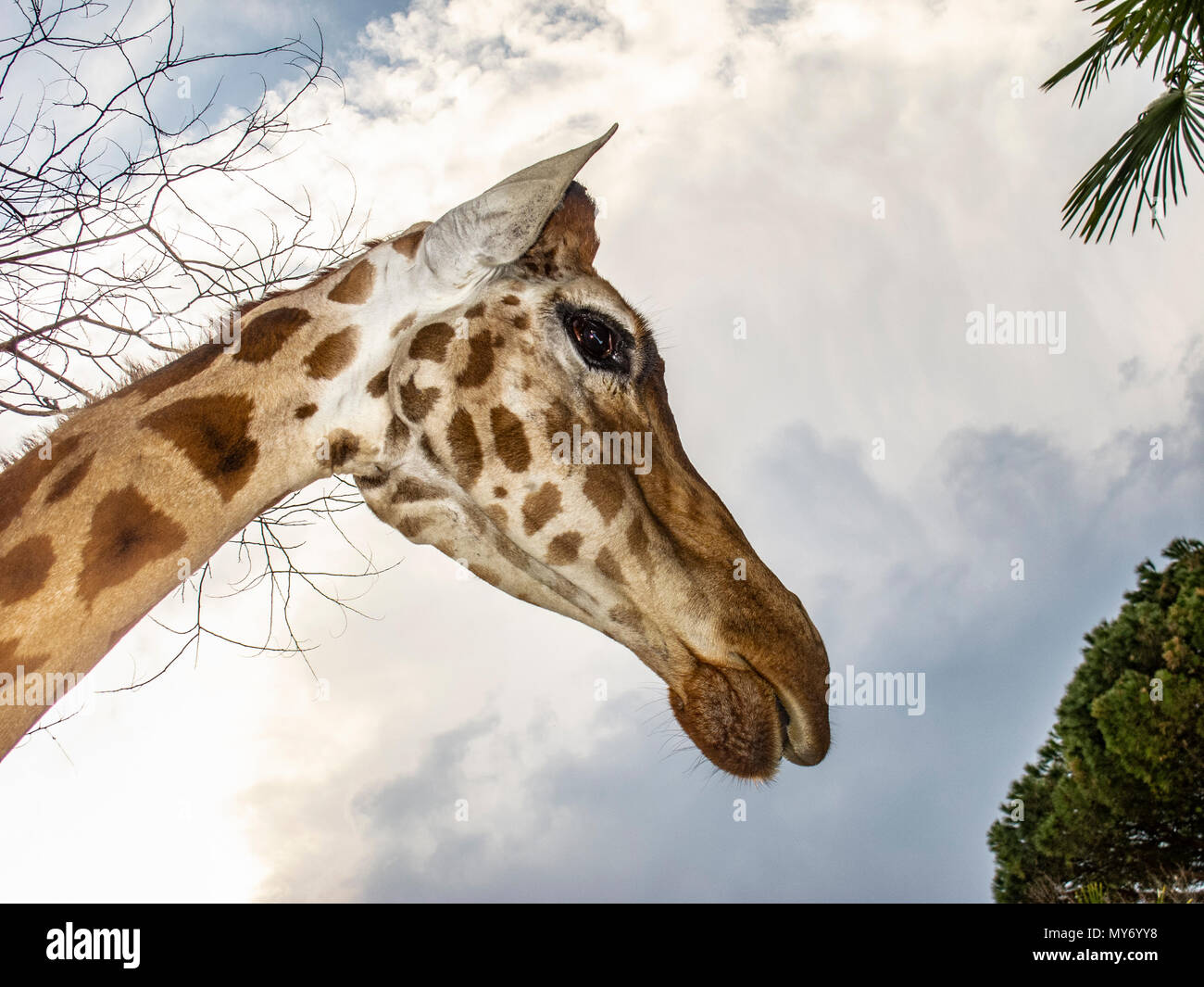 Giraffe face hi-res stock photography and images - Alamy