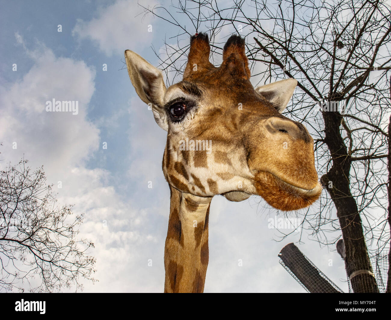Giraffe face hi-res stock photography and images - Alamy