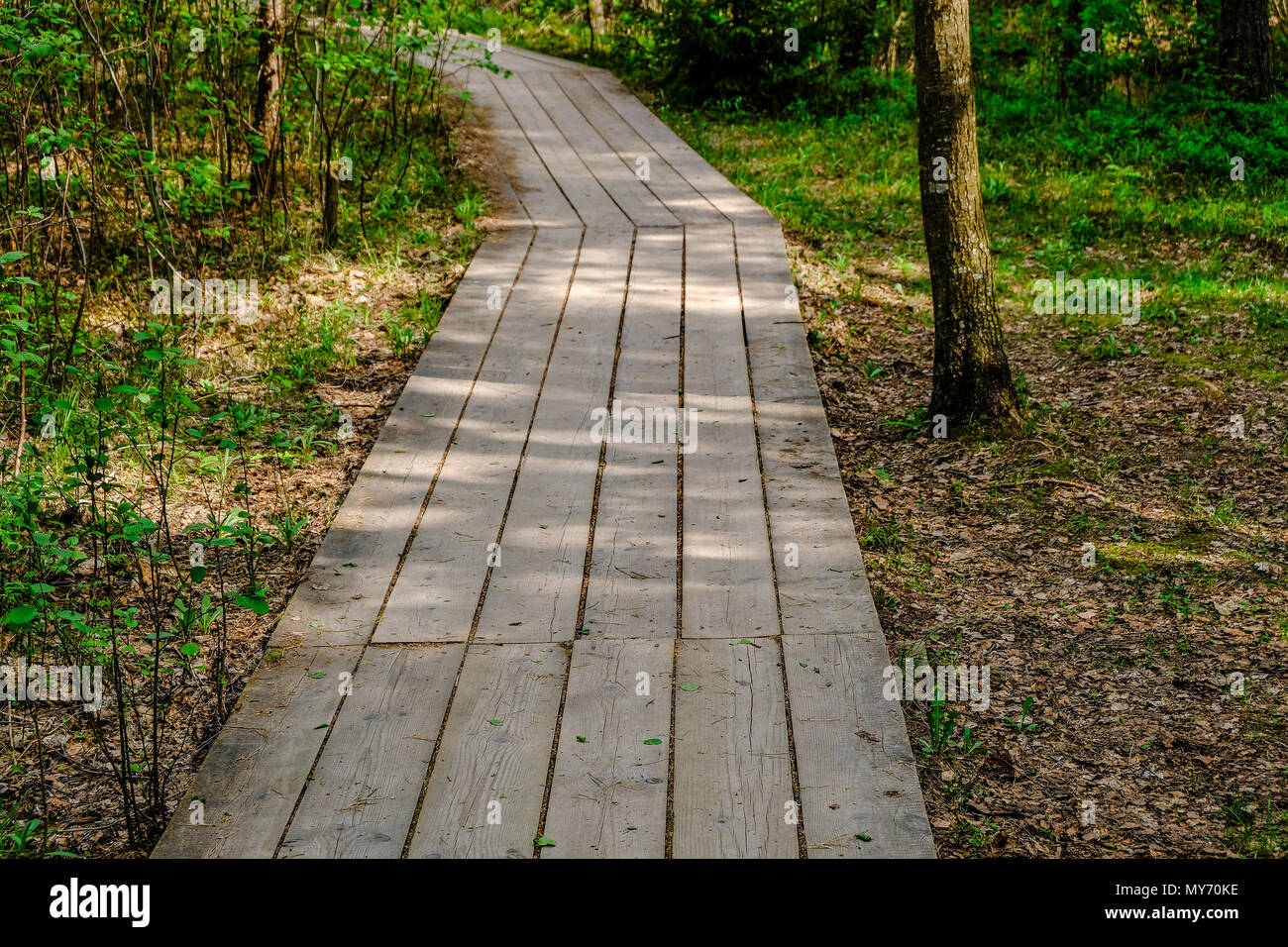 wooden boardwalk in swamp tourist trail with trees, resting area and ...
