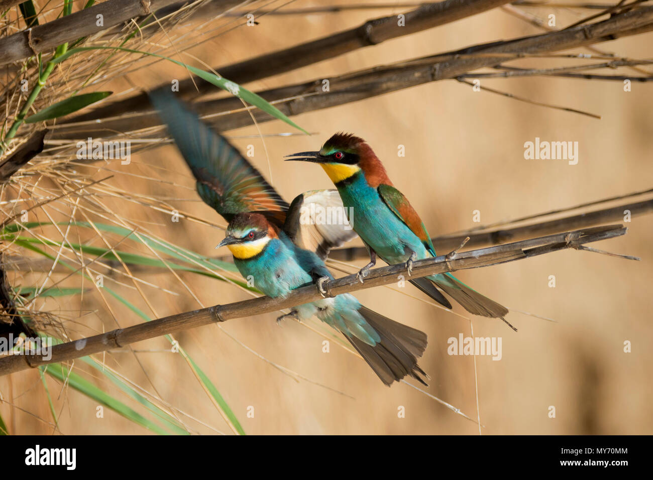 The European bee-eater (Merops apiaster) colony in Nin, Croatia Stock ...