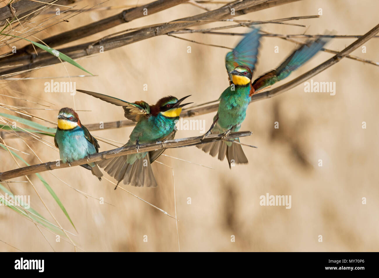 The European bee-eater (Merops apiaster) colony in Nin, Croatia Stock ...
