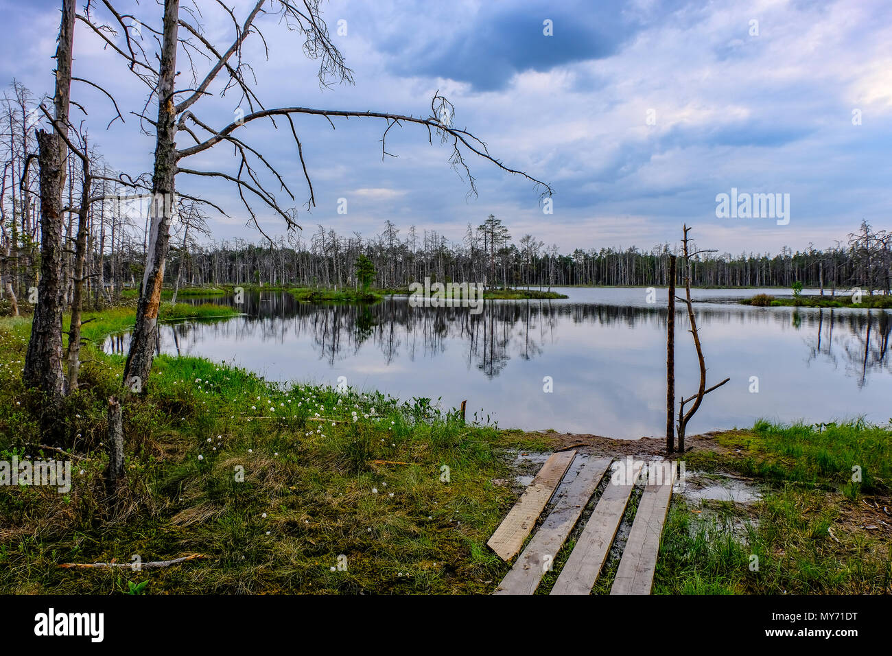 wooden boardwalk in swamp tourist trail with trees, resting area and ...