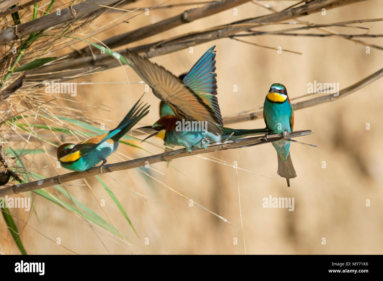 The European bee-eater (Merops apiaster) colony in Nin, Croatia Stock ...