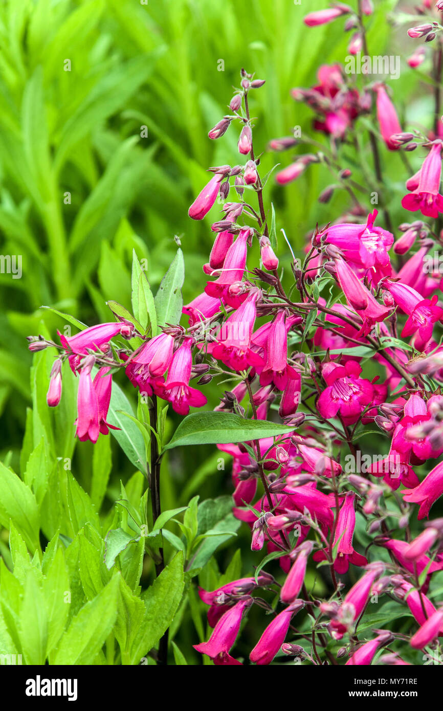 Penstemon red flowers plants hi-res stock photography and images - Alamy