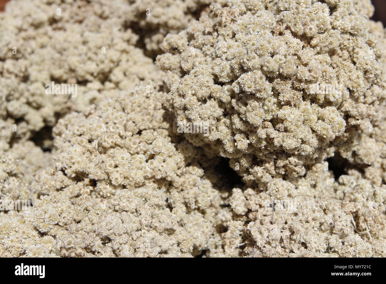 The javanese edelweiss hi-res stock photography and images - Alamy