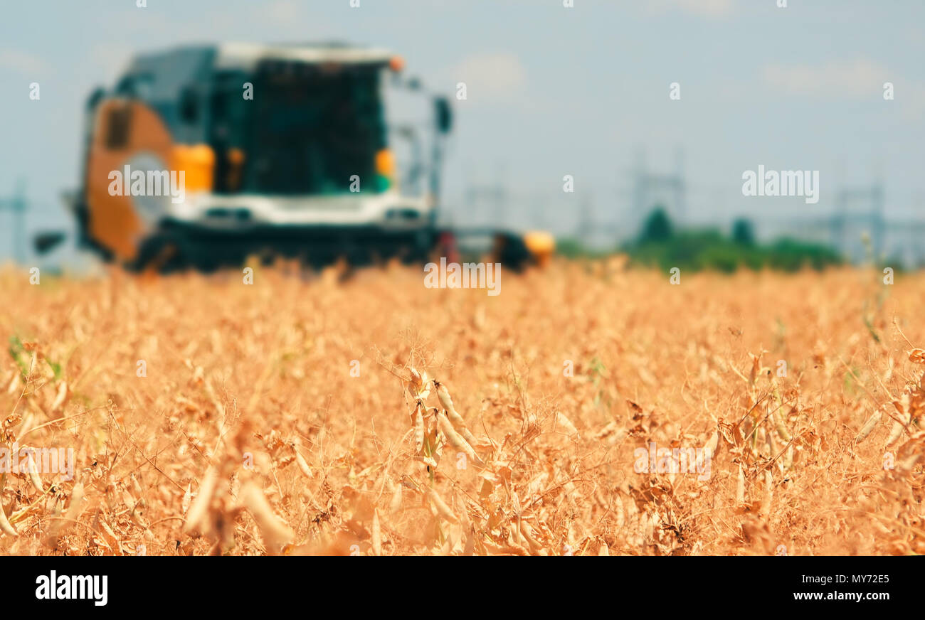 Combine harvester harvesting beans in cultivated field Stock Photo - Alamy