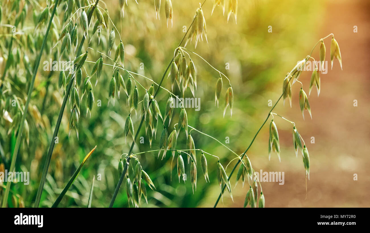 Oats growing hi-res stock photography and images - Alamy