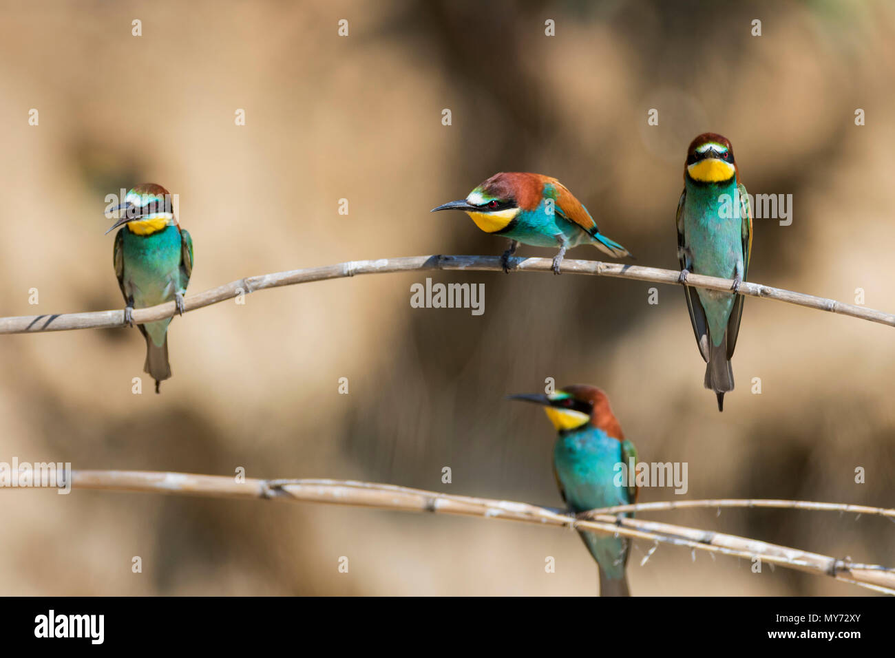 The European bee-eater (Merops apiaster) colony in Nin, Croatia Stock ...