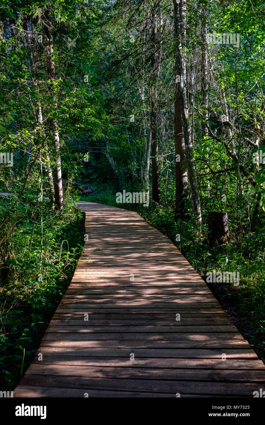 wooden boardwalk in green meadow tourist trail with trees, resting area ...