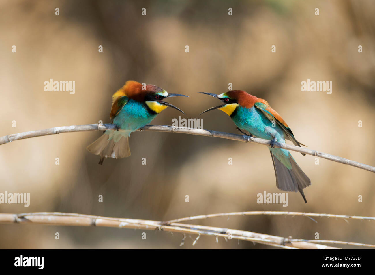 The European bee-eater (Merops apiaster) colony in Nin, Croatia Stock ...