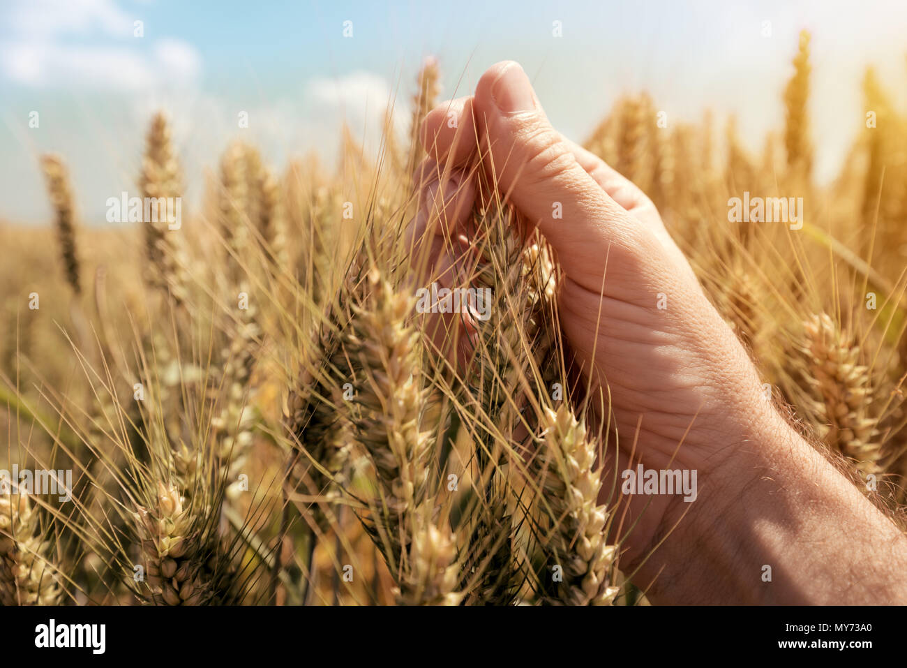 Examining wheat crops, close up of hand touching cereal plant in ...
